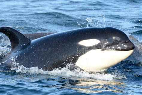 Características da Orca comportamento e habitat Meus Animais