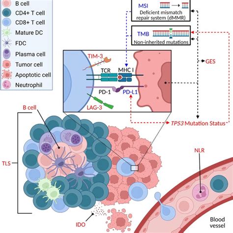 Overview Of Studies Using Immune Checkpoint Inhibitors Icis Alone Or