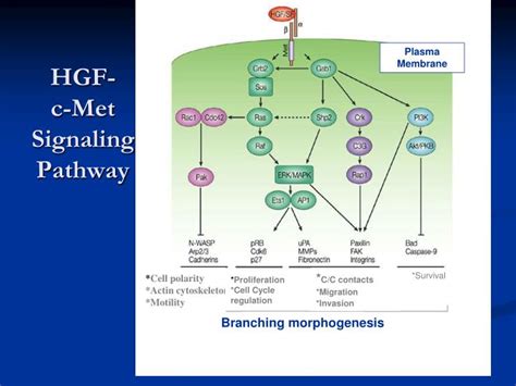 PPT Role Of HGF CMet Signaling Pathway In NSCLC PowerPoint