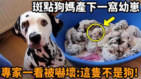 斑點狗狗產下一窩幼崽，專家上前細看，頓時被嚇壞：這隻不是狗！狗狗 斑點狗 懷孕 生產 驚人 專家 自然觀察日記 Youtube