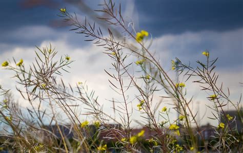 Rooibos Aspalathus Linearis