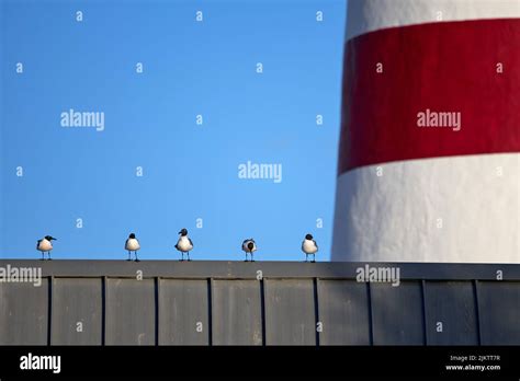 An Impressive Shot Of Five Black Headed Gulls Standing On The Edge Of A