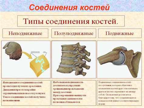 Скелет человека Соединение костей Скелет головы презентация онлайн