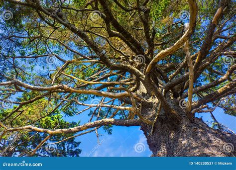 Fall Color Forest Tree Branches Against Blue Sky Stock Image Image Of Climb Gnarly 140230537