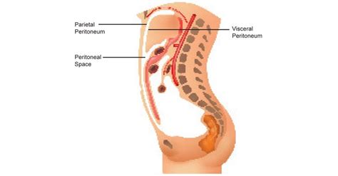 Peritoneum Sawan Books