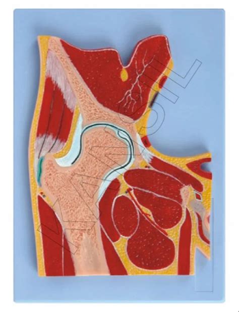 natural color hip joint section model at ₹ 6909 piece in new delhi id