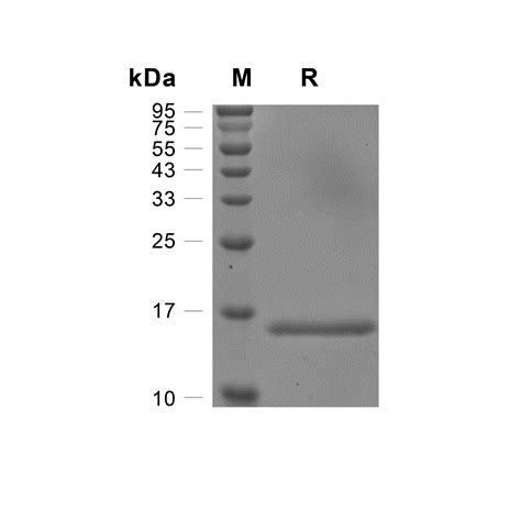 Midkine Protein Mouse Medchemexpress