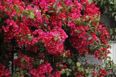 四季花木观赏指南 三角梅 观花指南 成都市植物园 成都植物园