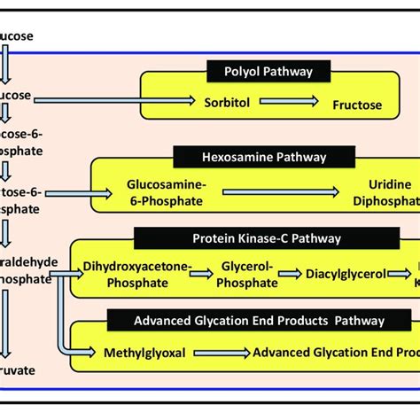Flow Chart Showing Hyperglycaemia Induced Cellular Pathways That May