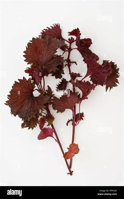 Perilla Frutescens Var Frutescens Hi Res Stock Photography And Images