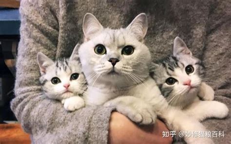 猫咪养熟和没养熟的区别过来人告诉你差别很大 知乎