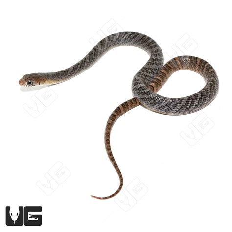 Yellowtail Cribo For Sale Underground Reptiles