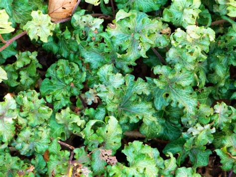 Hedera Helix Colin Lierre D Ornement LA Boutique Du Lierre