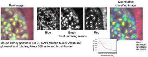 Advanced Photonic Tools For Hyperspectral Imaging In The Life Sciences
