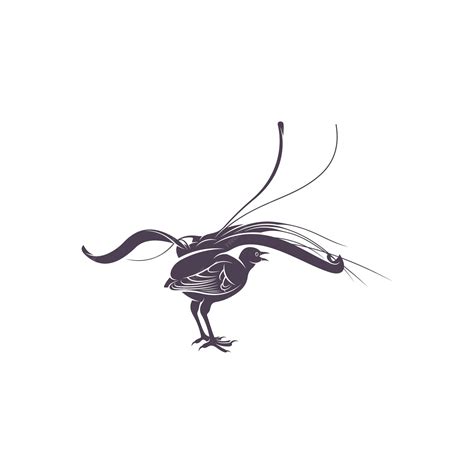 Premium Vector Lyrebird Vector Illustration Design Lyrebird