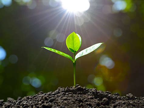 How Can Plants Grow Faster How Do Plants Grow Step By Step