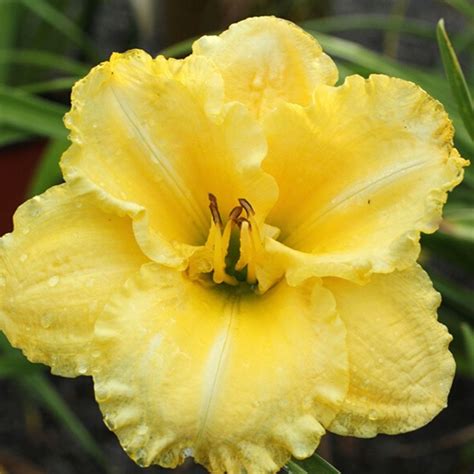 Siloam Amazing Grace Daylily Ted Lare Design Build