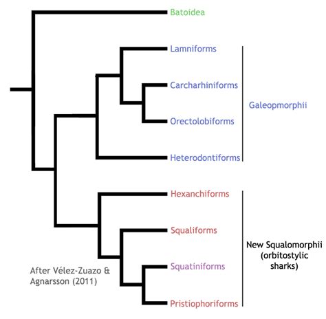 Chondrichthyes