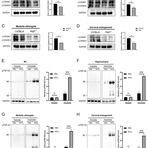Ptdp 43 Staining In M1 And C7 Pbs Injected Atg5 Mice A H No