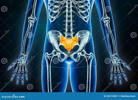 Sacrum And Coccyx X Ray Front Or Anterior View Osteology Of The Human