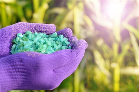 Premium Photo Farmer Hold Fertilizers In His Hands With Corn Stems At