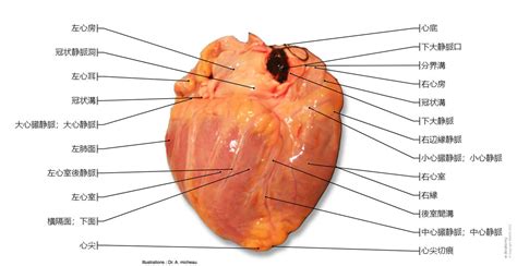 心臓 正常解剖学 E Anatomy