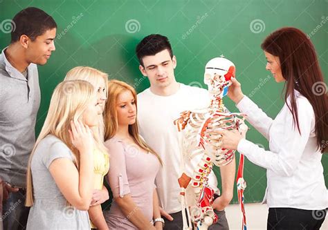 Anatomy Class Stock Image Image Of Blackboard Bones 30914161