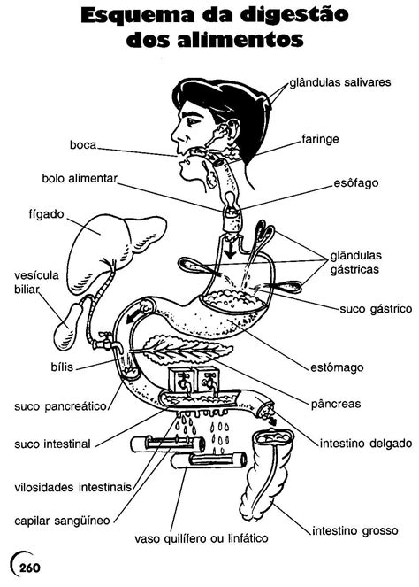 Desenho Para Colorir Corpo Humano Educa