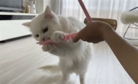 元捨て猫さん、初ちゅ～るに歓喜する姿が話題に「理性が」 Snsで人気の猫を写真つきで紹介シリーズ 2ページ目 Limo くらしと