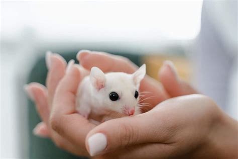 Descubre el significado de soñar con ratas según los psicólogos