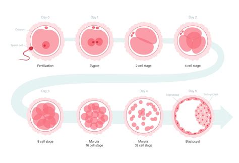 Understanding The Human Fertilization Process Blog