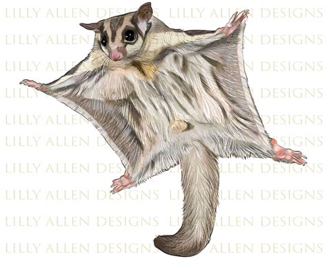 Sugar Glider Illustrations Png Digital Download Sugar Glider Etsy