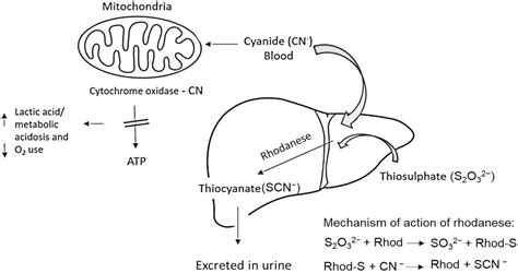 Frontiers Plant Cyanogenic Glycosides From Structure To Properties And Potential Applications