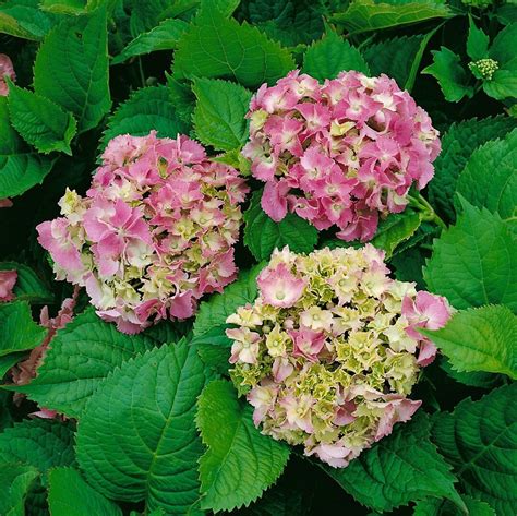Hydrangea Macrophylla Deutschland Pflanzen Für Dichde Hydrangea Macrophylla Deutschland Pflanzen Für Dichde