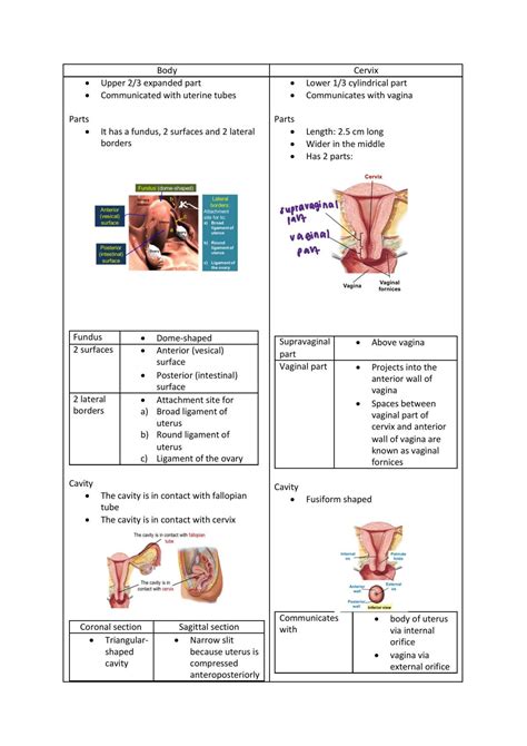 Gross Anatomy Of Female Reproductive System Gmt203 Reproductive