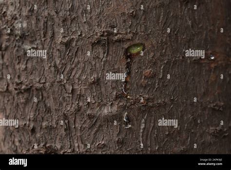 Tree Sap Coming Out Of Cut Branches Of A Pine Tree Concept Of Environment And Trees Stock Photo