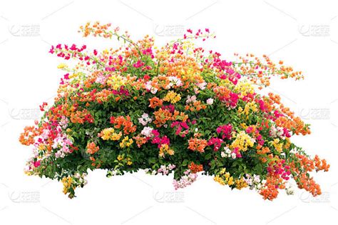 九重葛花孤立在白色背景上