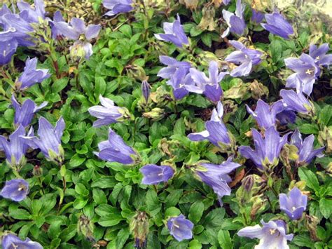 稚内の花 2007年6月22 24日 更新2020年3月10日かぎけんWEB
