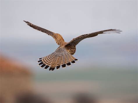 Kestrel Hovering A Complete Guide Birdfact