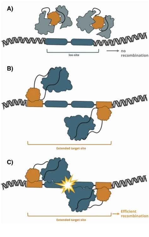 News The Dawn Of Precision Gene Editing With Programmable Recombinases