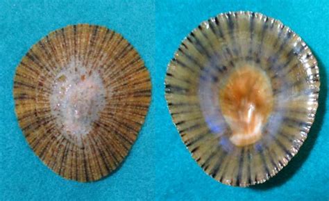 Shellauction Net Helcion Concolor Shellauction Net Helcion Concolor