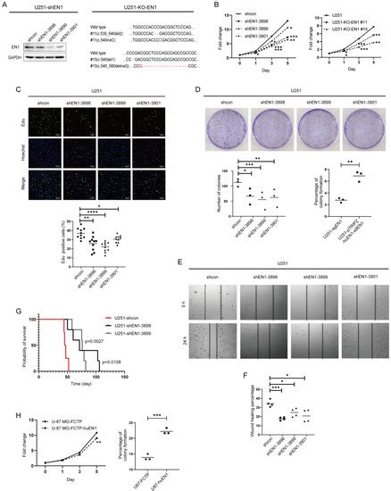EN1 Regulates Cell Growth And Proliferation In Human Glioma Cells Via