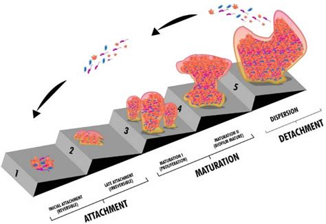 1 Biofilm Formation Cycle With The Stages Of Adhesion Maturation And