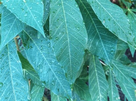 86 Cassava Leaves Content Royalty Free Photos And Stock Images
