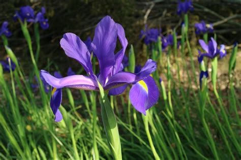 二九、あやめ はなさく 菖蒲華 ブライダル司会kyoの きままにアナリーゼ”