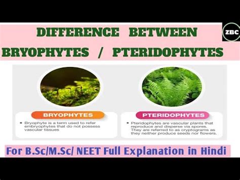 Difference Between BRYOPHYTES PTERIDOPHYTES B Sc M Sc NEET Notes