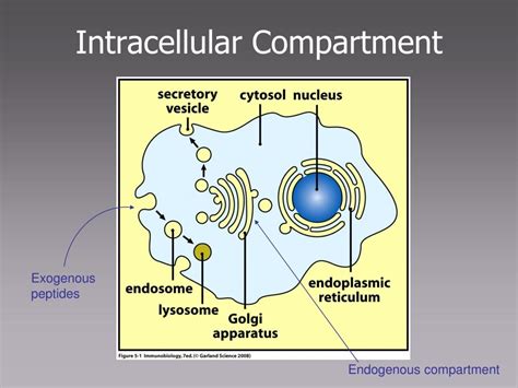 Ppt Micr 304 Immunology And Serology Powerpoint Presentation Free
