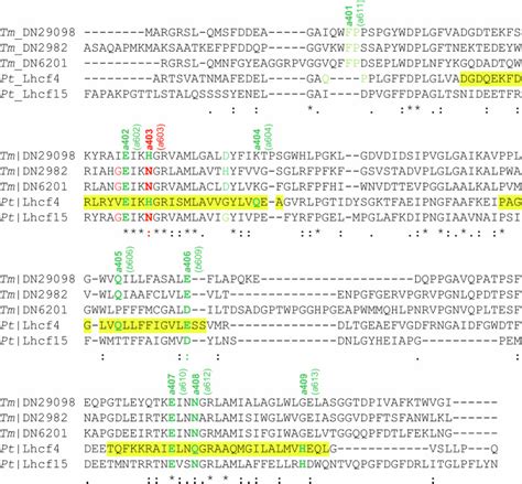 Eustigmatophyte Model Of Red Shifted Chlorophyll A Absorption In Light