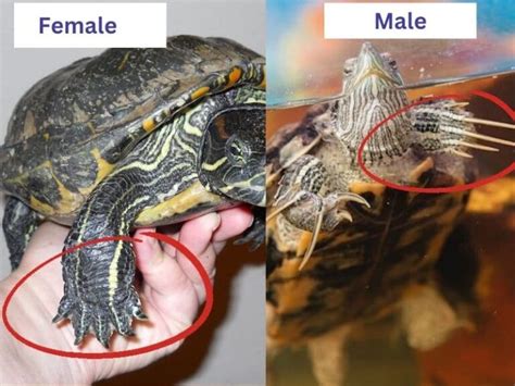 Red Eared Slider Male Or Female How To Tell The Difference Being Reptiles