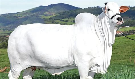 Brasil Vaca Más Valiosa Del Mundo Cuesta 43 Millones De Dólares La